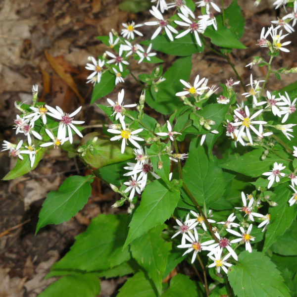Groundcover Archives - Keystone Wildflowers