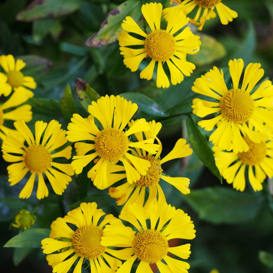 Helenium autumnale, Dog Toothed Daisy - Keystone Wildflowers