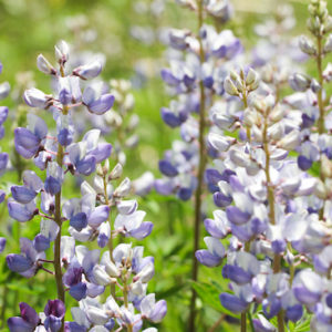 Lupinus perennis, Wild Lupine - Keystone Wildflowers