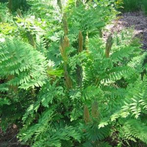 Osmunda regalis, Royal Fern - Keystone Wildflowers