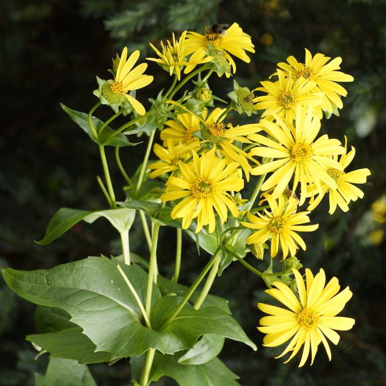 Silphium perfoliatum, Cup Plant - Keystone Wildflowers