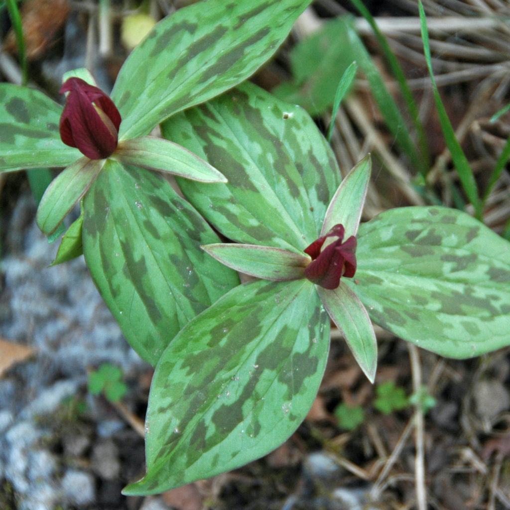 Trillium sessile Red Toad - Keystone Wildflowers