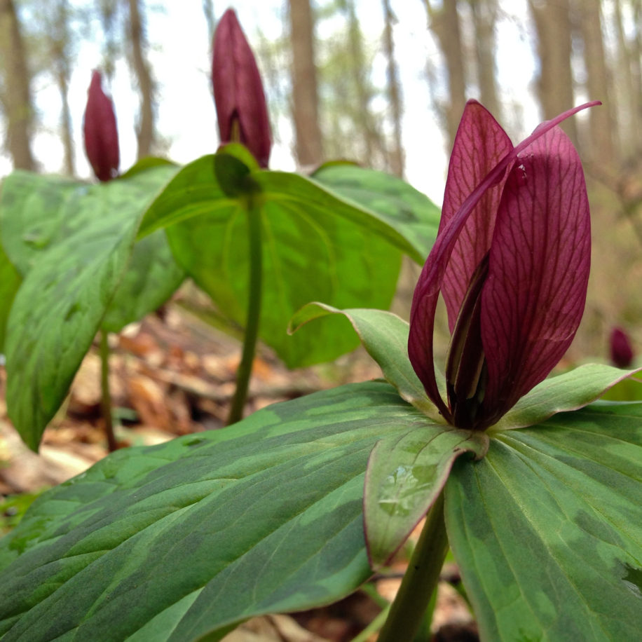 Trillium sessile Red Toad - Keystone Wildflowers