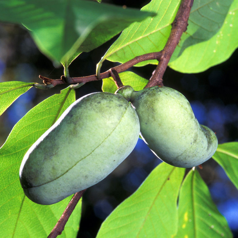 Asimina triloba, Paw Paw - Keystone Wildflowers