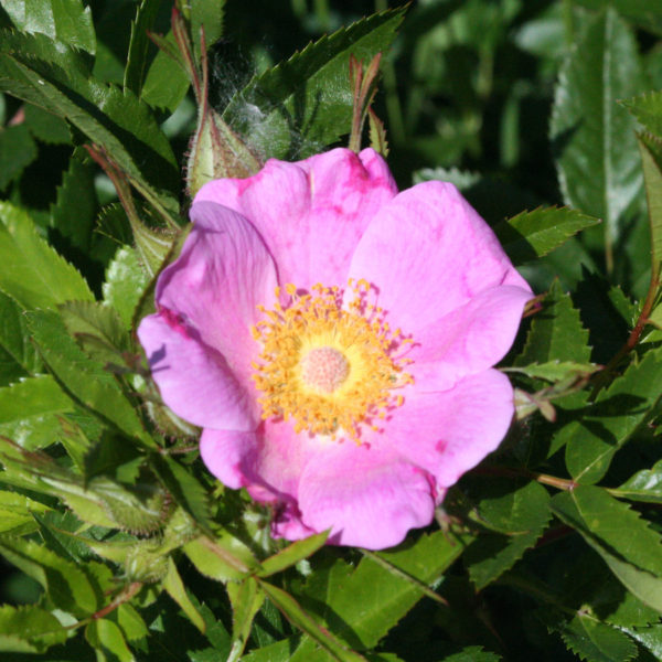 Rosa carolina, Pasture Rose - Keystone Wildflowers